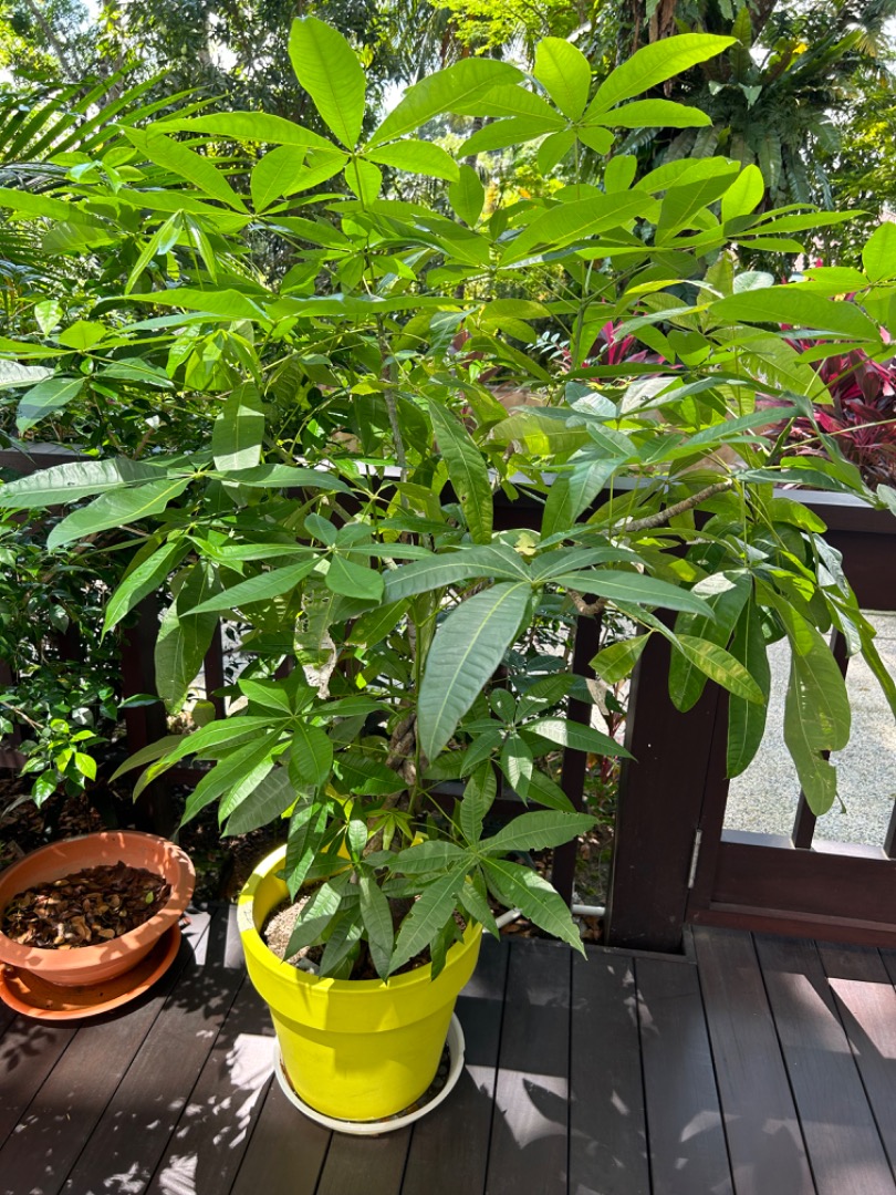 Real plant, Furniture & Home Living, Gardening, Plants & Seeds on Carousell
