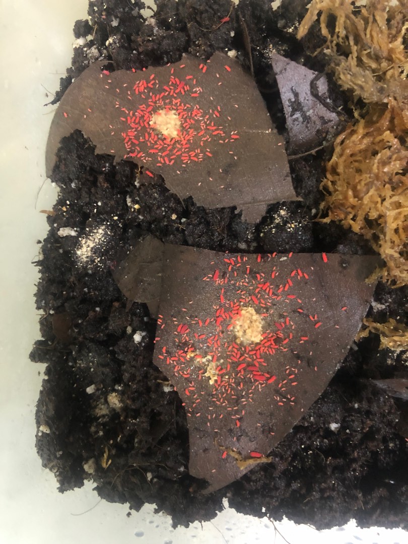 Stable Red Springtails / Terrarium / Vivarium / Paludarium / Bioactive ...