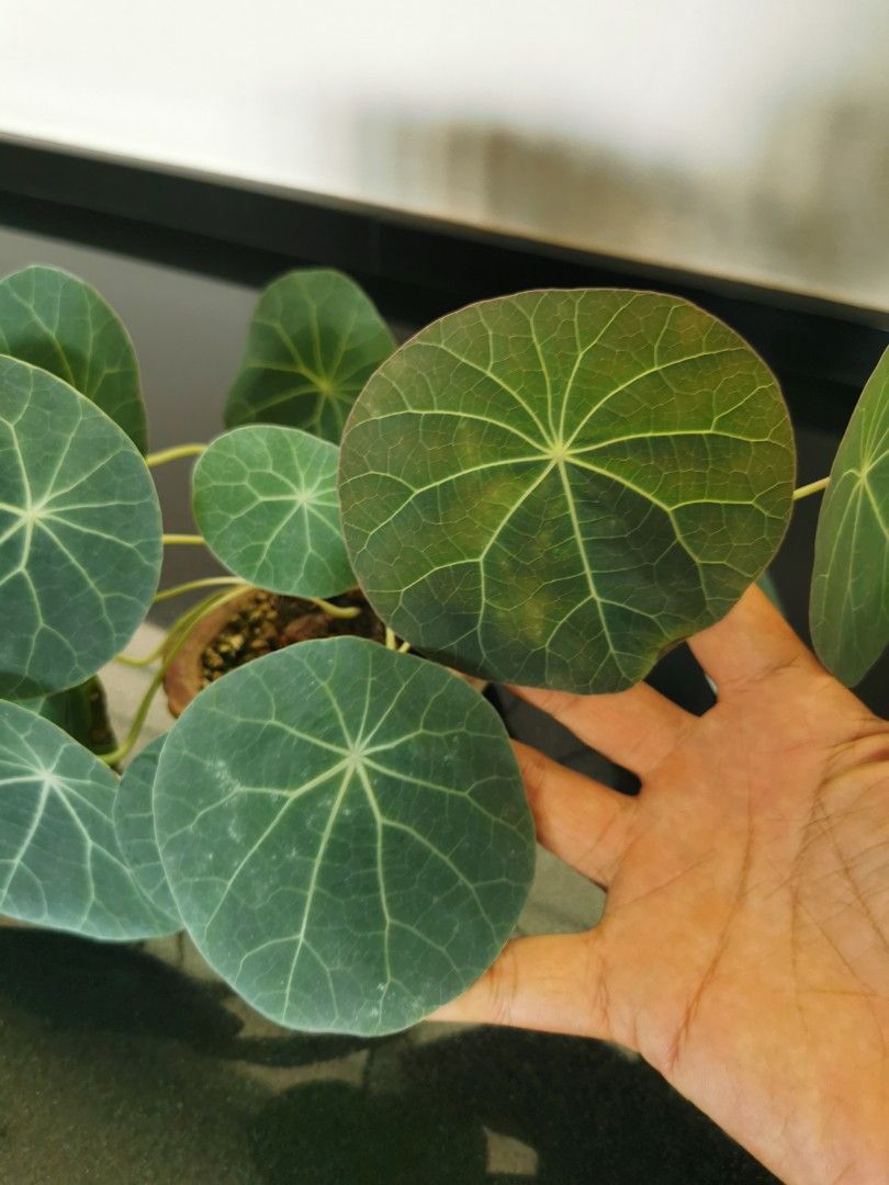 Stephania Kaweesaki Nova, Furniture & Home Living, Gardening, Plants ...