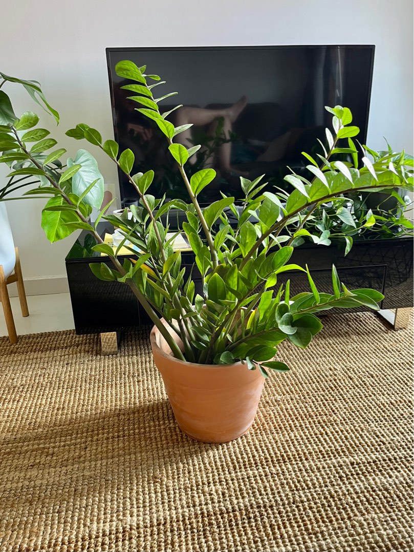 Supernova Plant with Terracotta Pot, Furniture & Home Living, Gardening ...