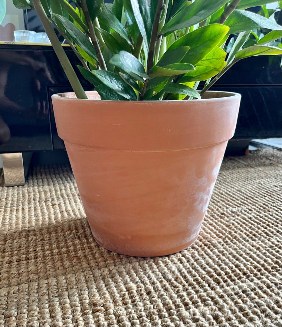 Supernova Plant with Terracotta Pot, Furniture & Home Living, Gardening ...