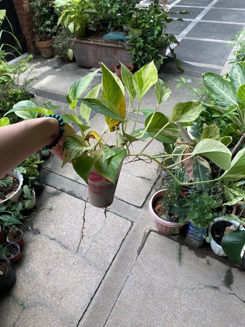 Trailing Half moon marble queen pothos on Carousell