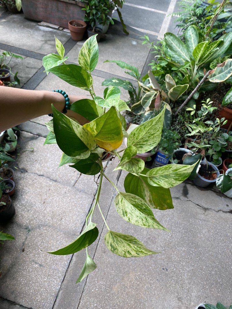 Trailing Half moon marble queen pothos on Carousell
