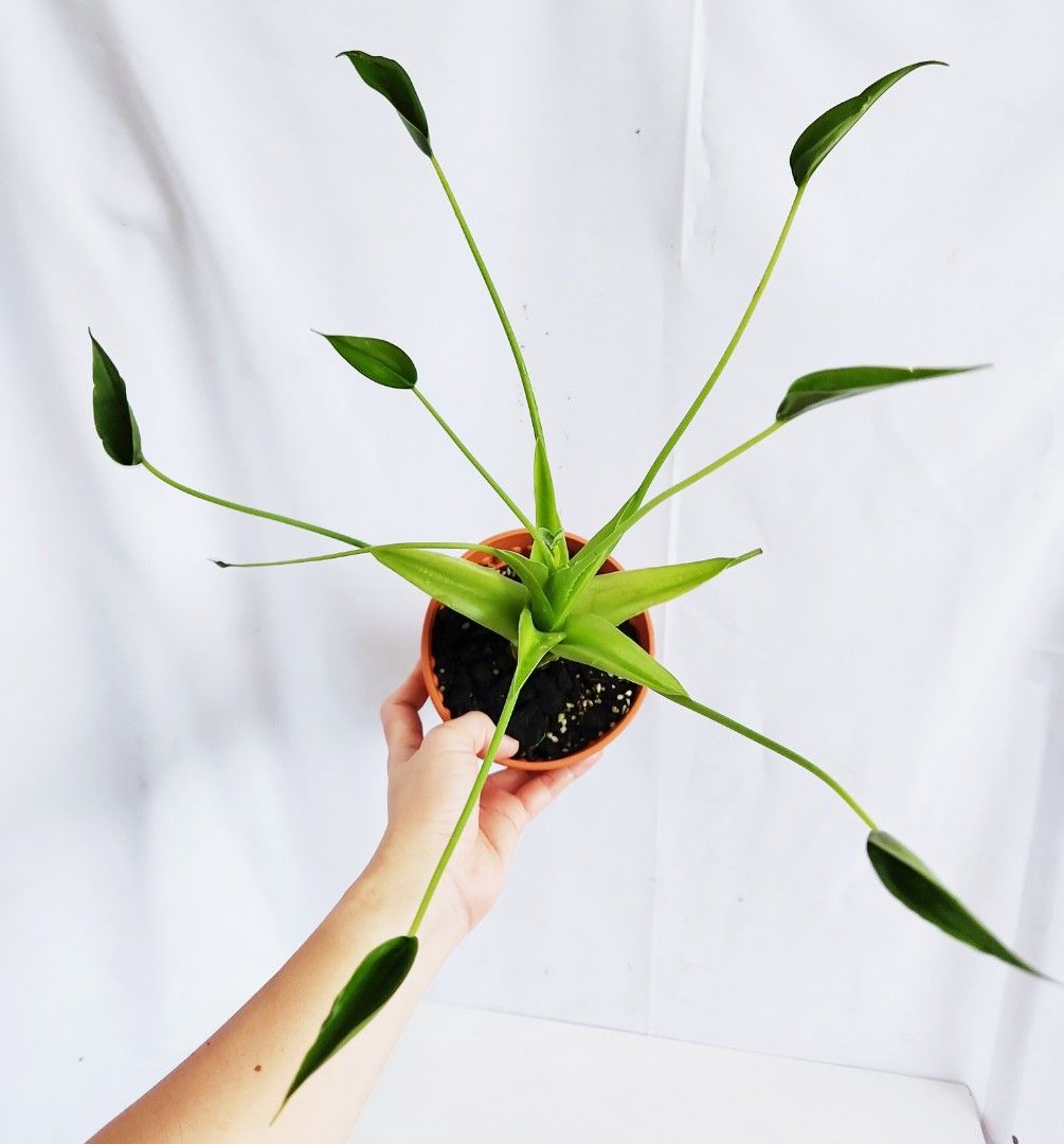 Alocasia Tiny Dancer, Furniture & Home Living, Gardening, Plants ...