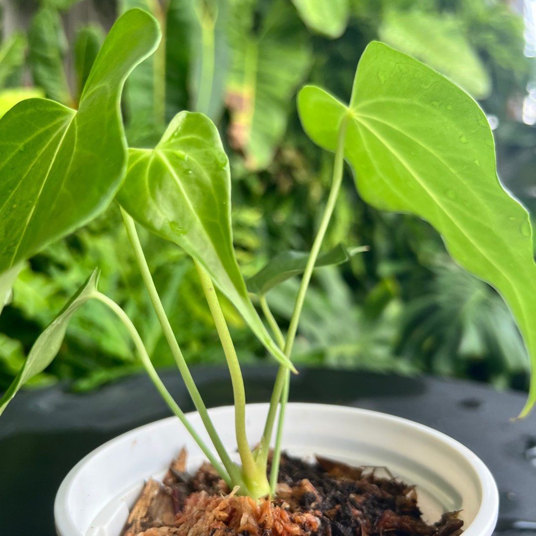 Anthurium “Delta Force” juvenile , Furniture & Home Living, Gardening ...