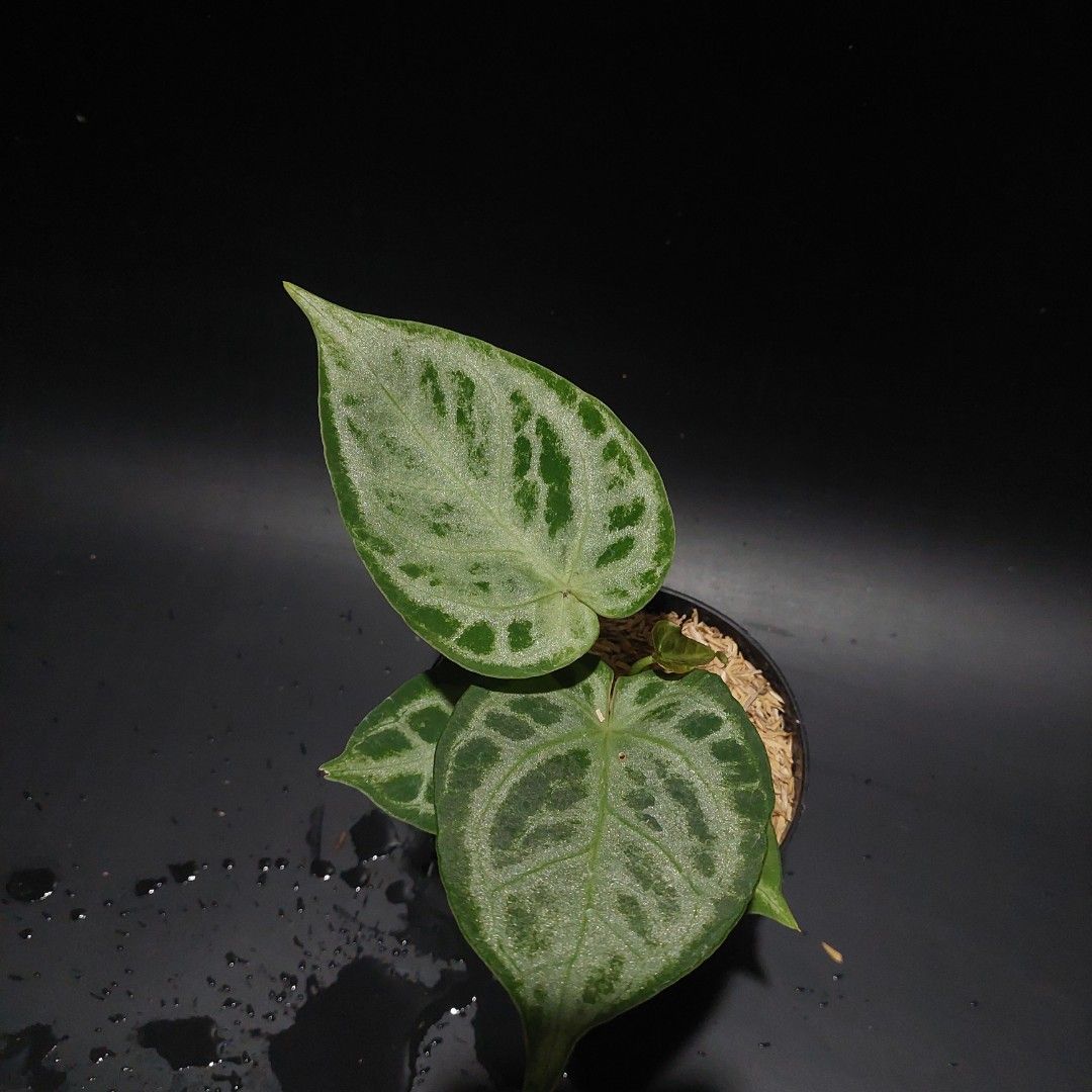 Anthurium Silver Chrome, Furniture & Home Living, Gardening, Plants ...