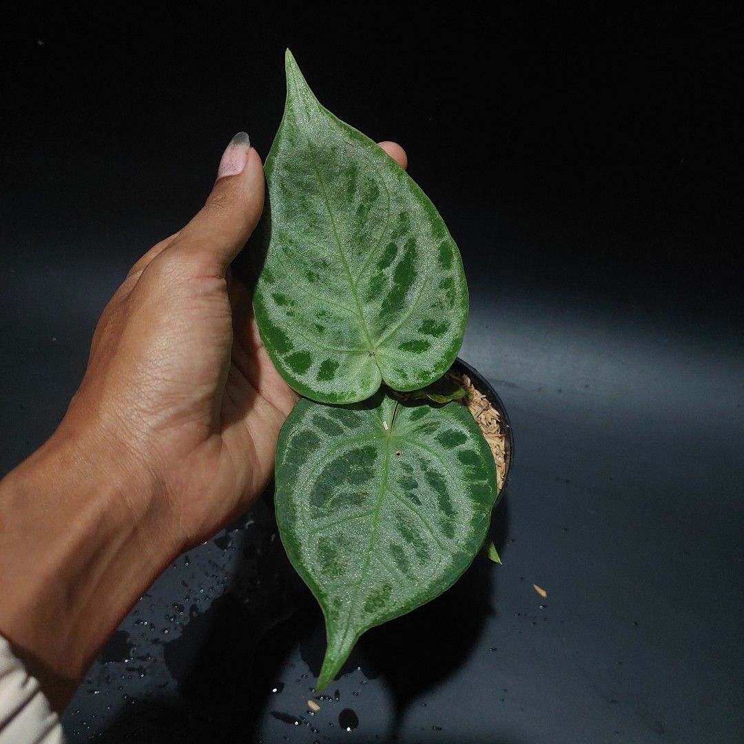 Anthurium Silver Chrome, Furniture & Home Living, Gardening, Plants ...