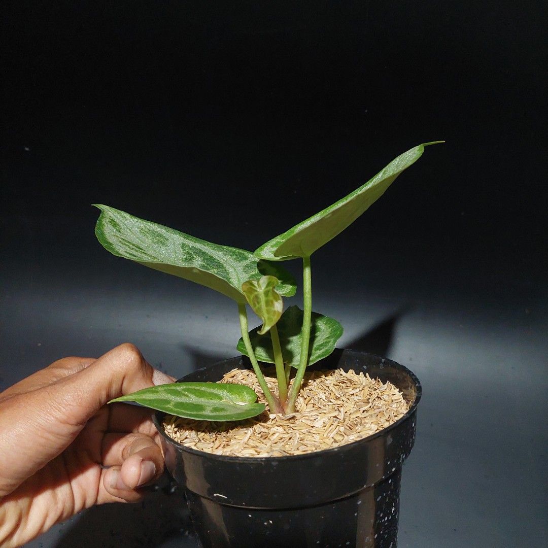 Anthurium Silver Chrome, Furniture & Home Living, Gardening, Plants ...