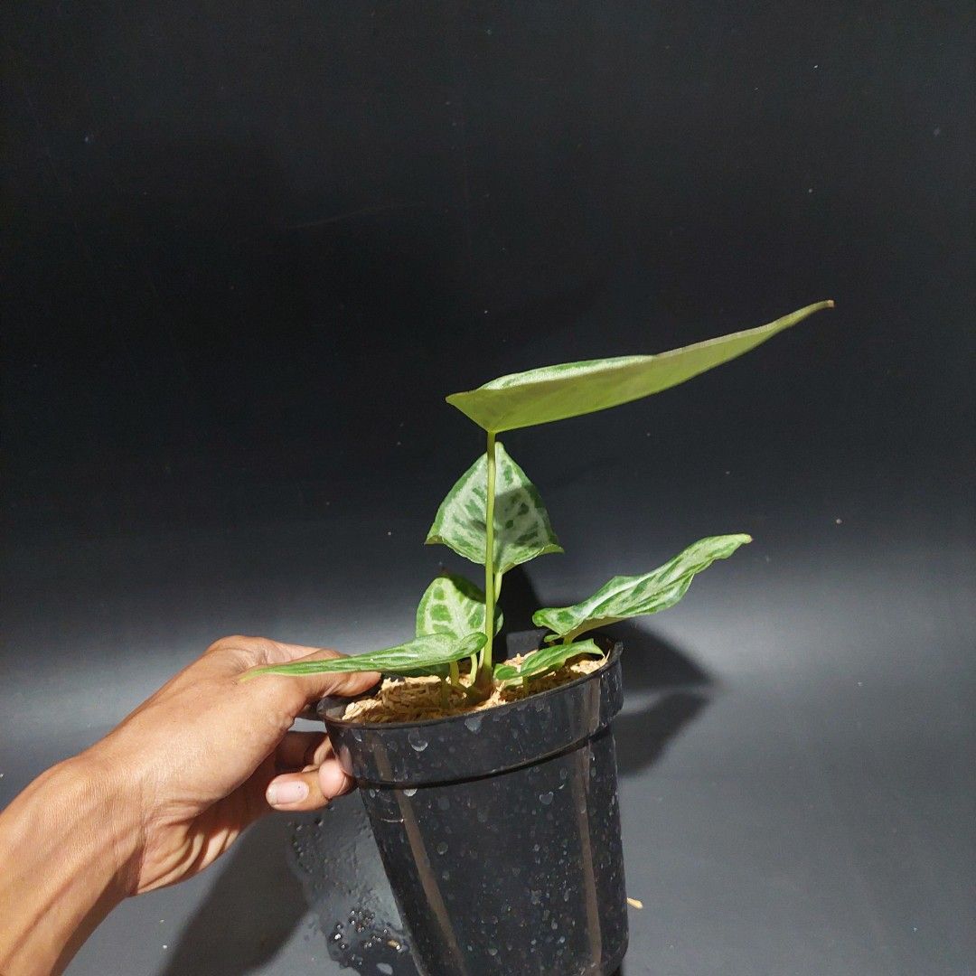 Anthurium Silver Chrome, Furniture & Home Living, Gardening, Plants ...