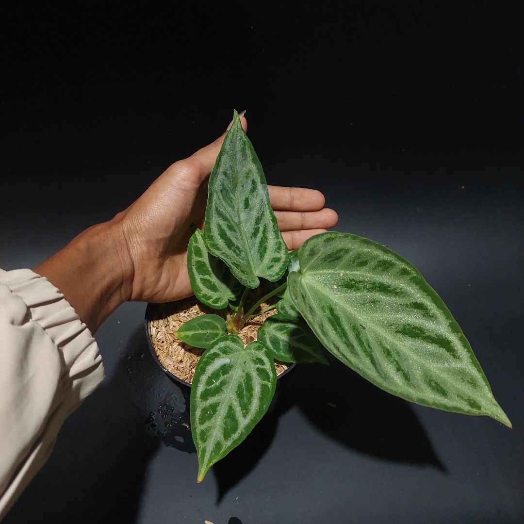 Anthurium Silver Chrome, Furniture & Home Living, Gardening, Plants ...