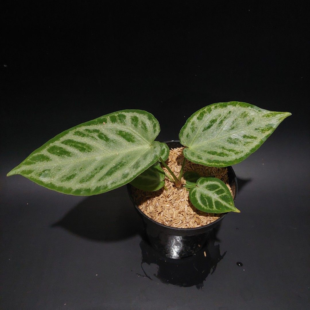 Anthurium Silver Chrome, Furniture & Home Living, Gardening, Plants ...