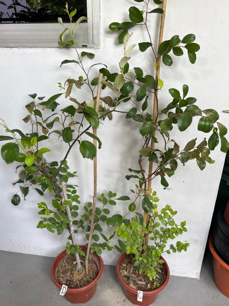 Pokok Bidara With Thorns & Fruits 2in1. $20 each, Furniture & Home ...