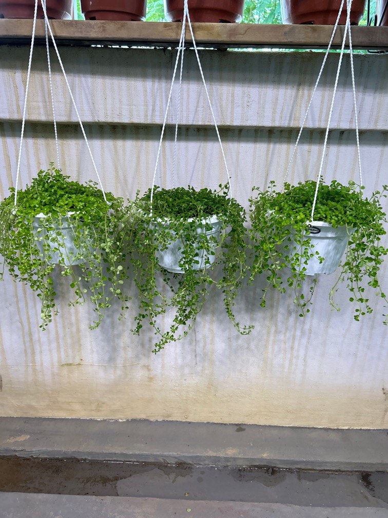 Baby’s Tears Plant in hanging Pot $15 each, Furniture & Home Living ...