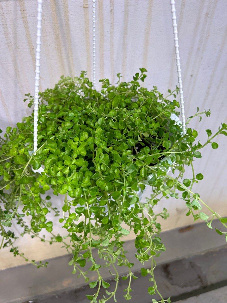 Baby’s Tears Plant in hanging Pot $15 each, Furniture & Home Living ...