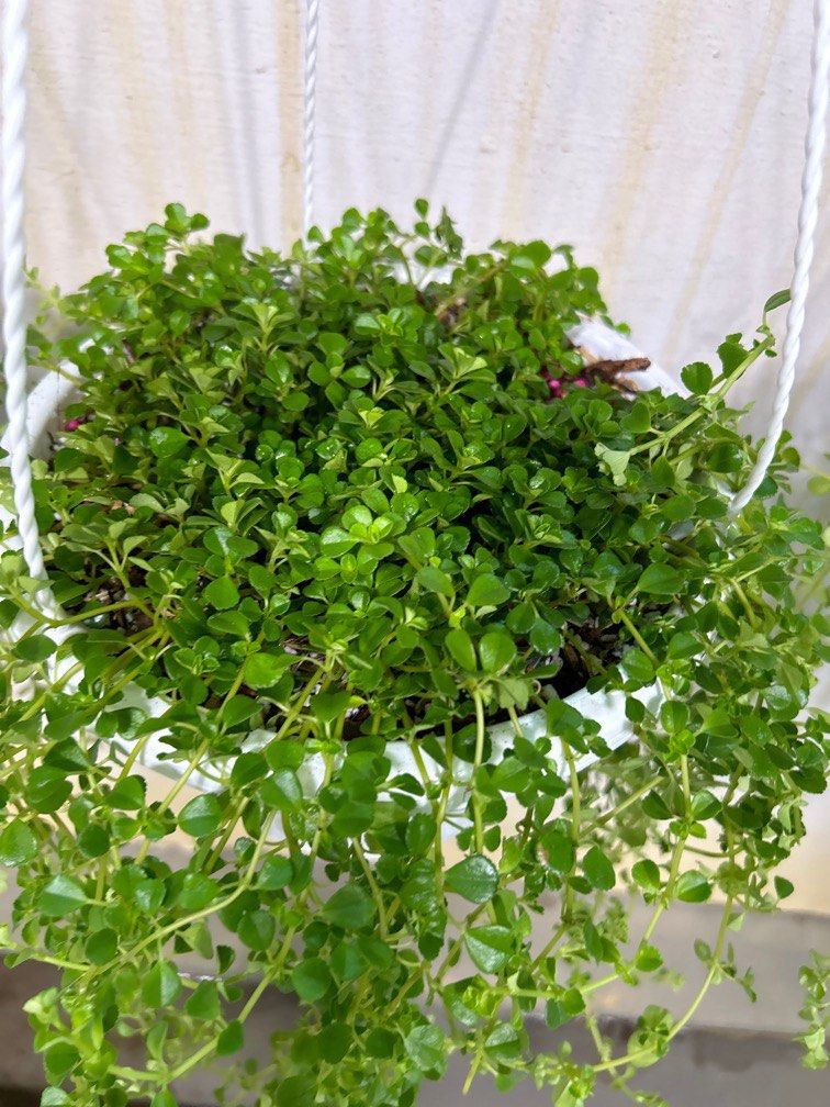 Baby’s Tears Plant in hanging Pot $15 each, Furniture & Home Living ...