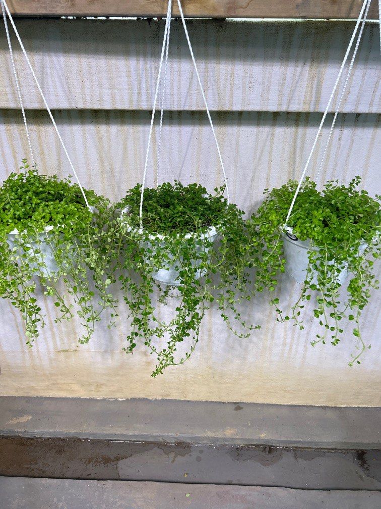 Baby’s Tears Plant in hanging Pot $15 each, Furniture & Home Living ...