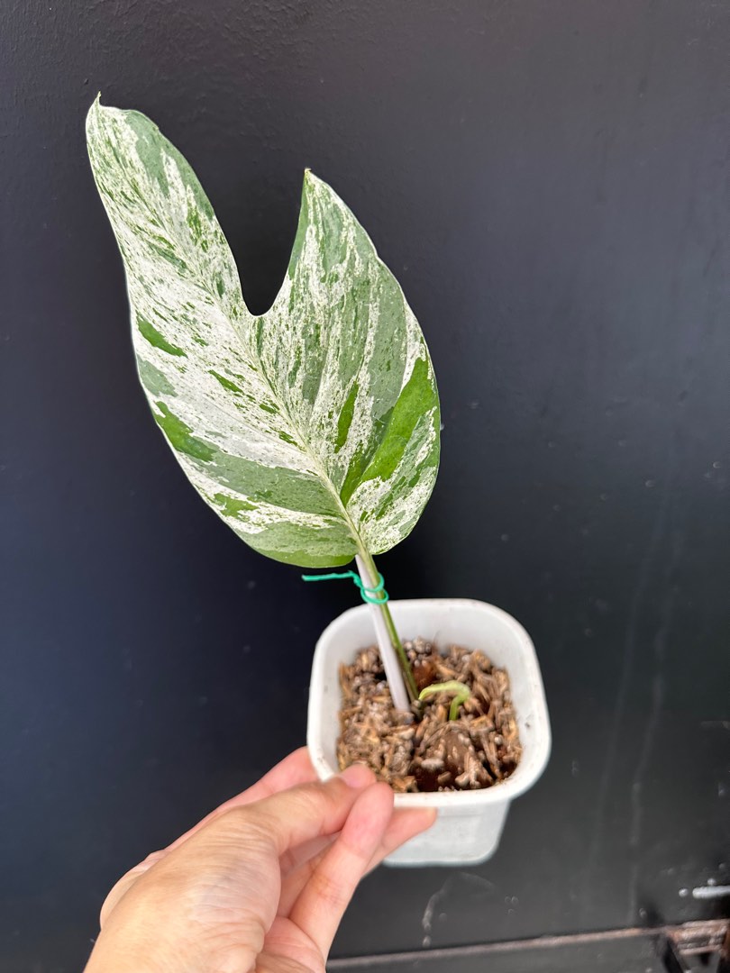 E. pinnatum marble thai cultivar, Furniture & Home Living, Gardening ...