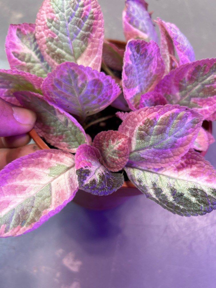 Episcia Cleopatra Multi Stems in a pot, Furniture & Home Living ...