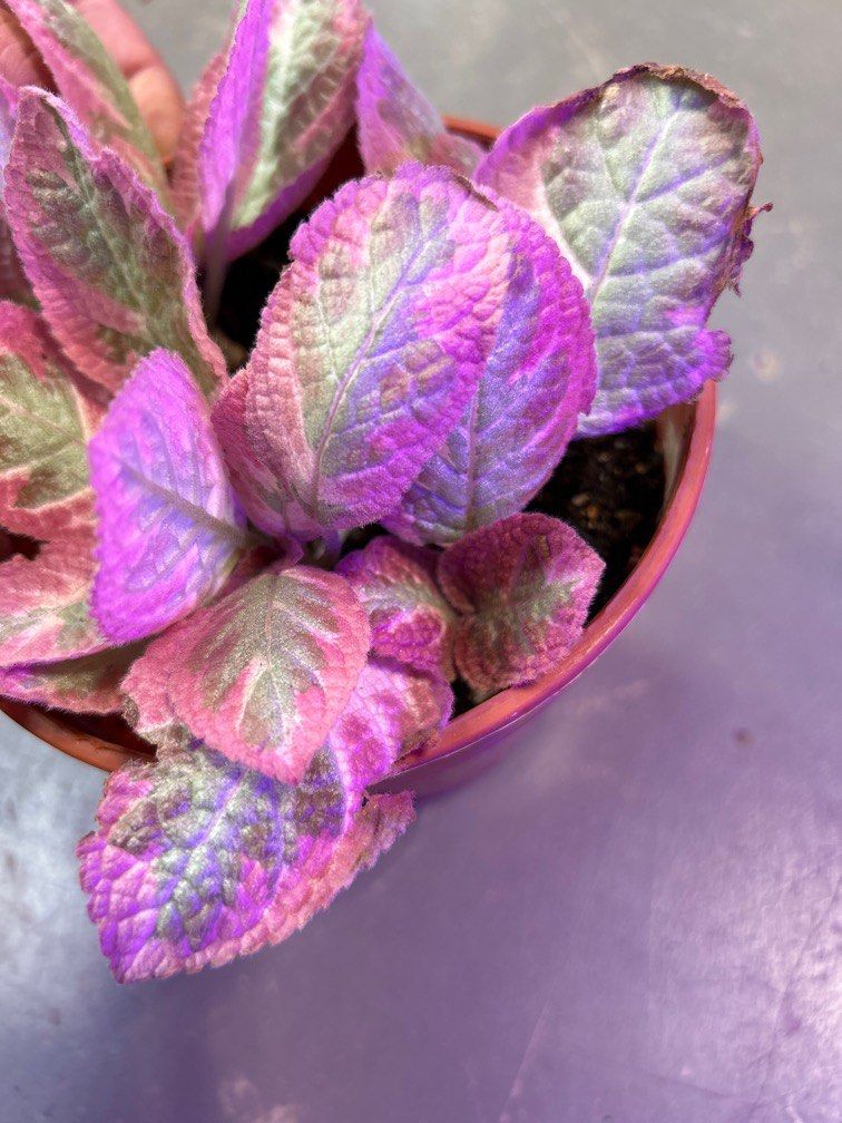 Episcia Cleopatra Multi Stems in a pot, Furniture & Home Living ...