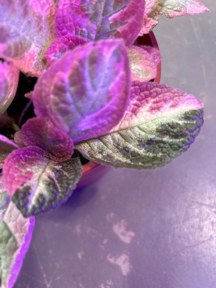 Episcia Cleopatra Multi Stems in a pot, Furniture & Home Living ...