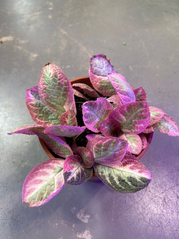 Episcia Cleopatra Multi Stems in a pot, Furniture & Home Living ...