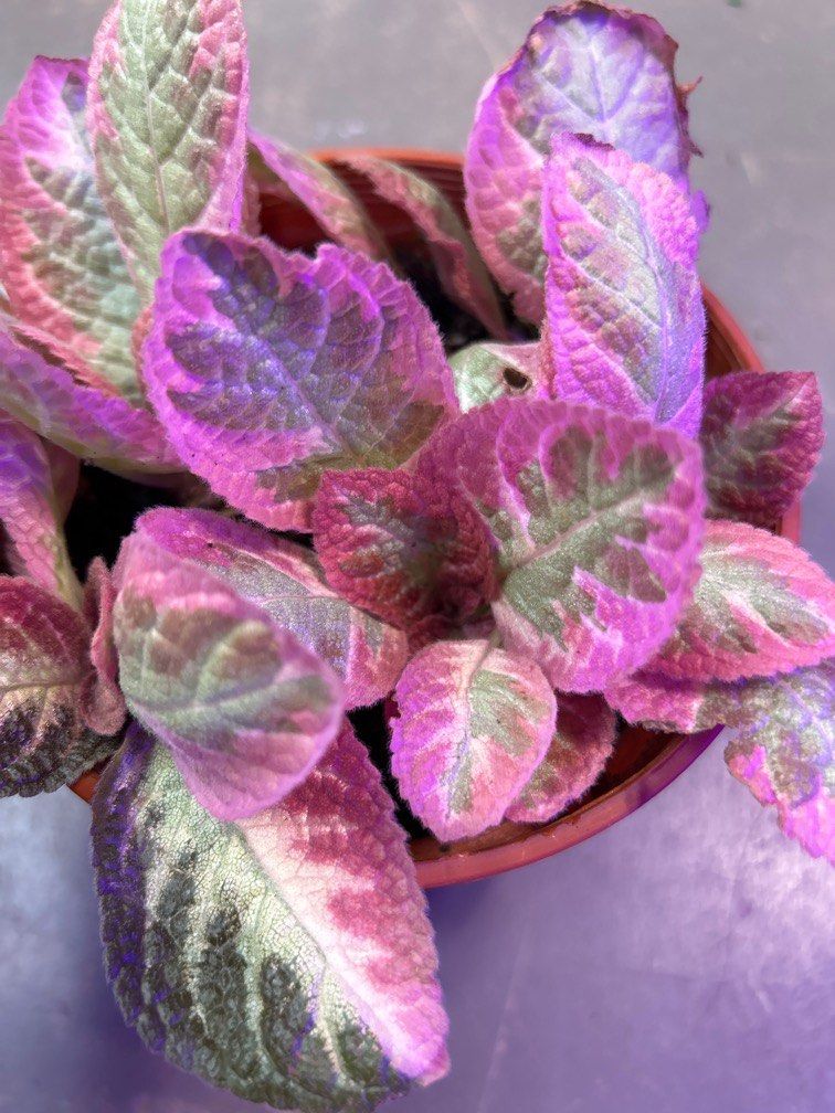Episcia Cleopatra Multi Stems in a pot, Furniture & Home Living ...
