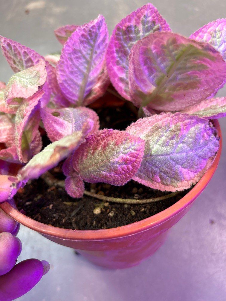Episcia Cleopatra Multi Stems in a pot, Furniture & Home Living ...