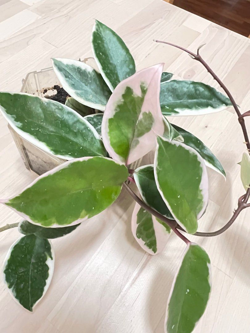 Hayo carnosa, Furniture & Home Living, Gardening, Plants & Seeds on Carousell