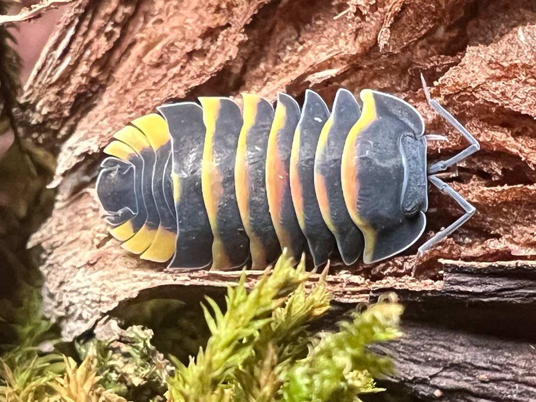 Isopods feeder frozen Cubaris Merulanella, Pet Supplies, Pet Food on ...