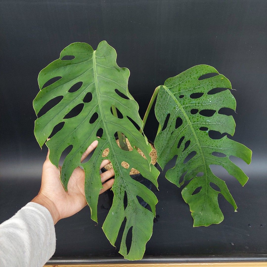 Monstera Dubia Mature, Furniture & Home Living, Gardening, Plants ...