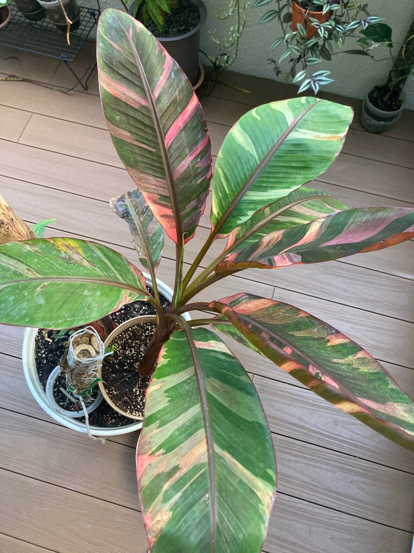 Musa Nono variegated, Furniture & Home Living, Gardening, Plants ...