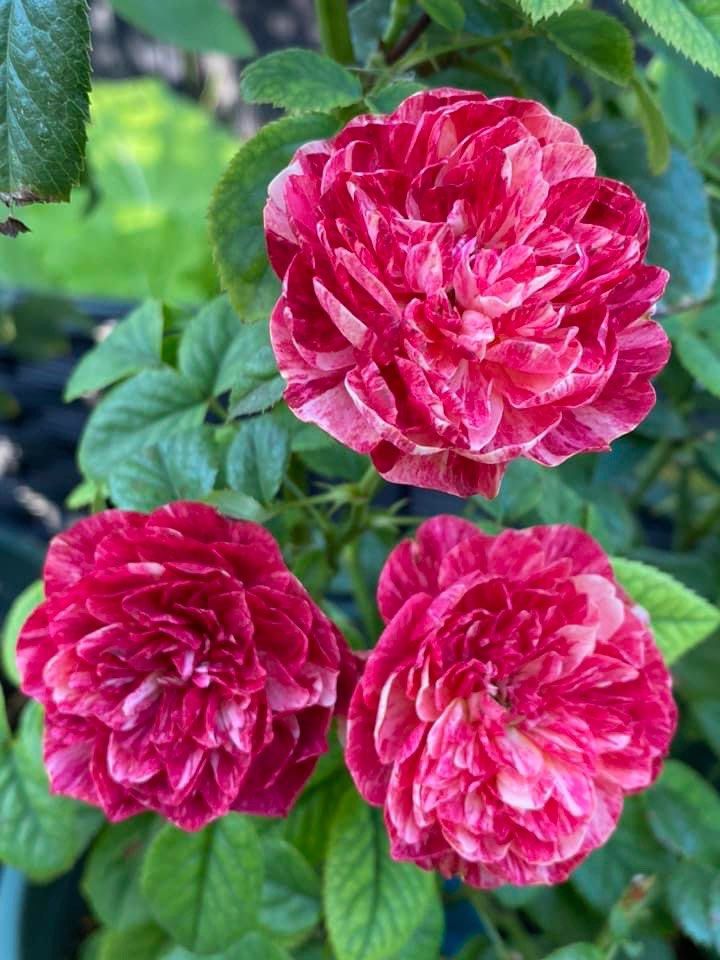 New Roses Plants order!, Furniture & Home Living, Gardening, Plants ...