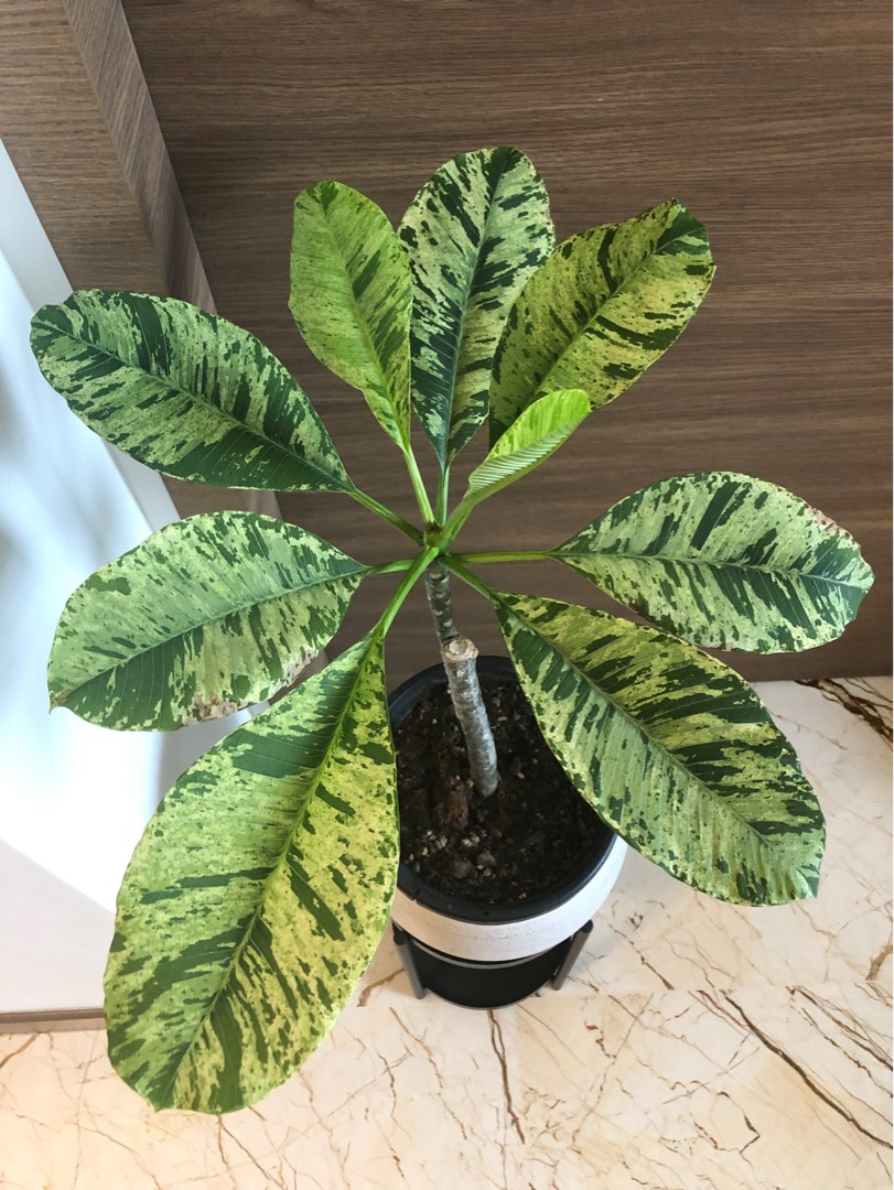 Plumeria Variegated (Frangipanni), Furniture & Home Living, Gardening ...