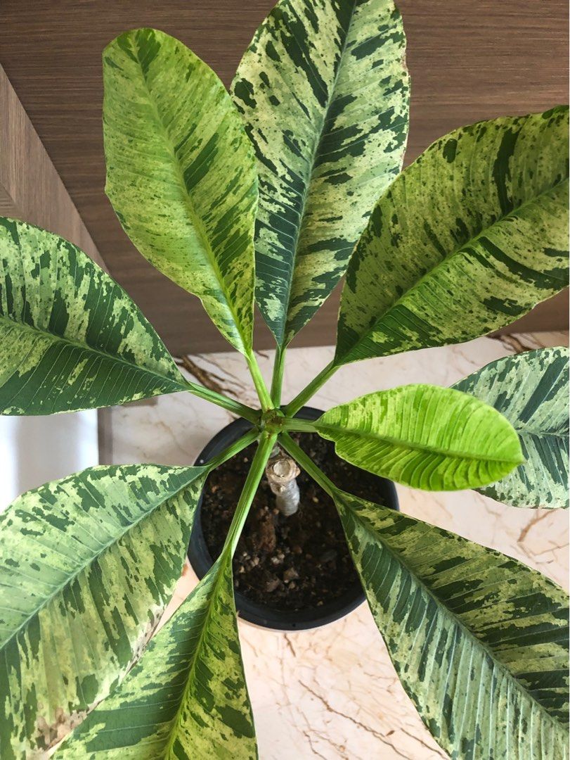 Plumeria Variegated (Frangipanni), Furniture & Home Living, Gardening ...