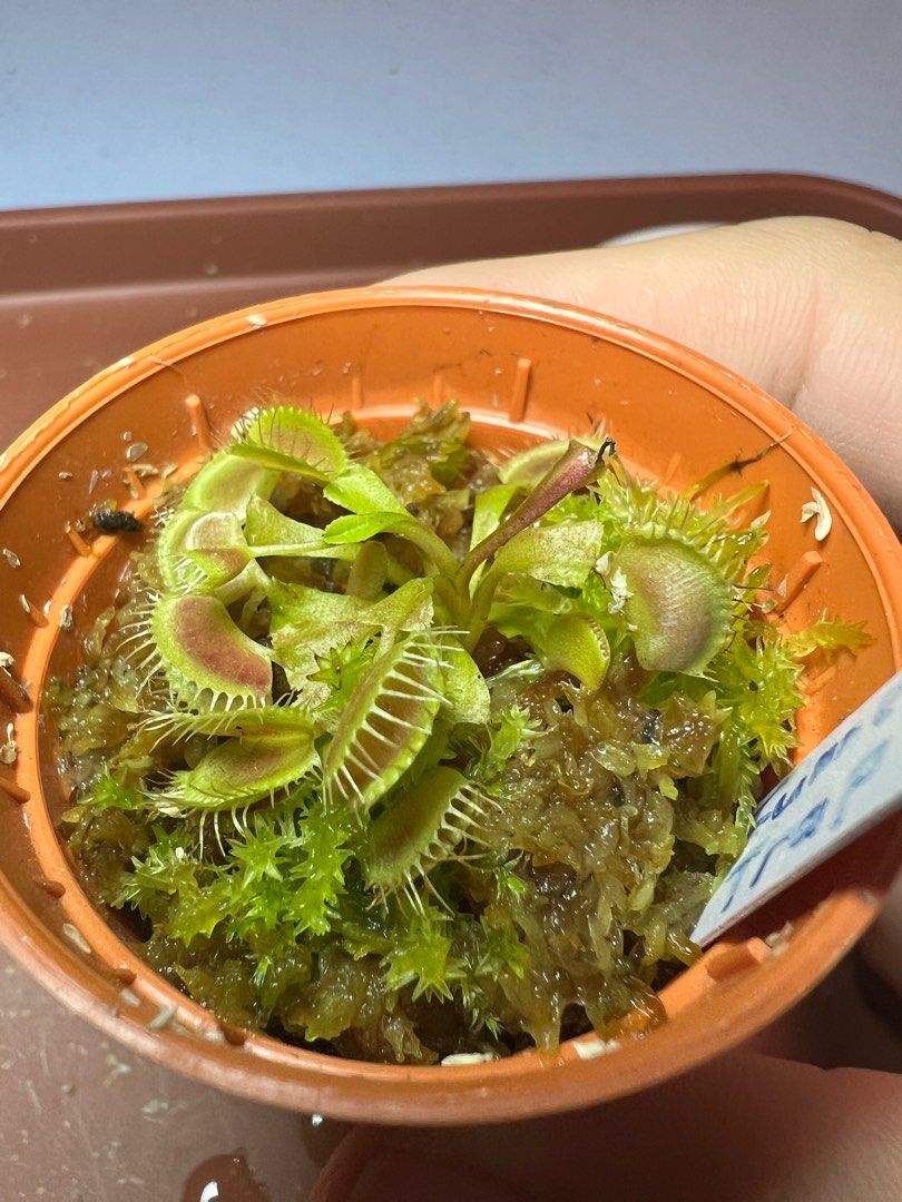 Rare Carnivorous Plant: Venus Flytrap - Funnel Trap aka Trichterfalle ...