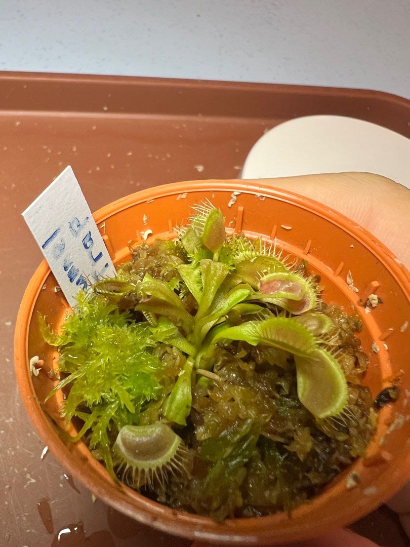 Rare Carnivorous Plant: Venus Flytrap - Funnel Trap aka Trichterfalle, Furniture & Home Living ...