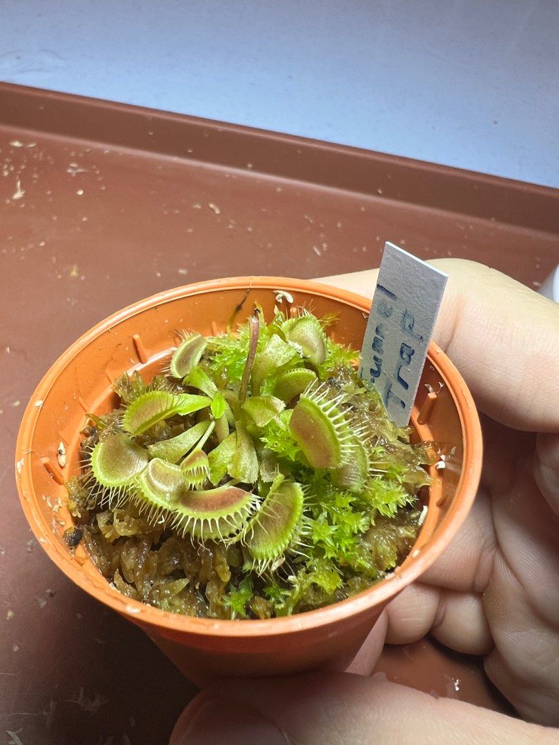 Rare Carnivorous Plant: Venus Flytrap - Funnel Trap aka Trichterfalle ...