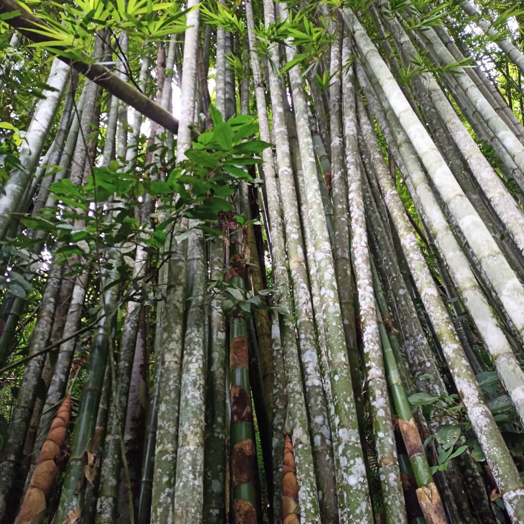 Tree burial in Rainforest, Everything Else on Carousell