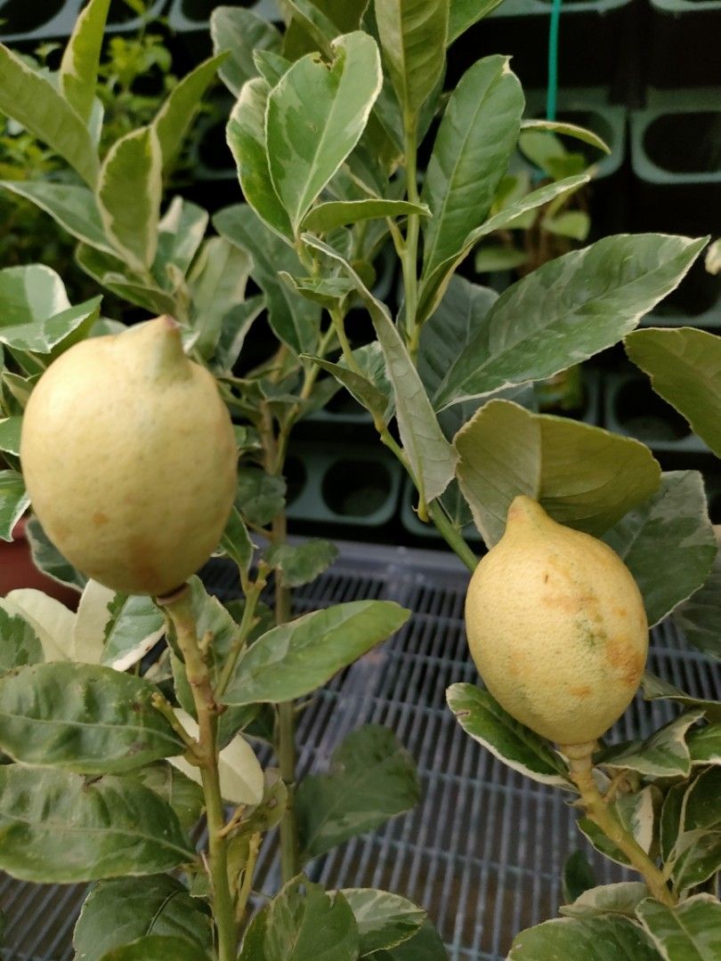 Variegated Lime, Furniture & Home Living, Gardening, Plants & Seeds on ...