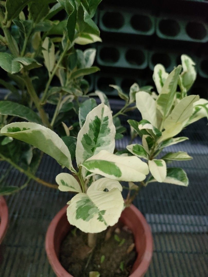 Variegated Lime, Furniture & Home Living, Gardening, Plants & Seeds on ...