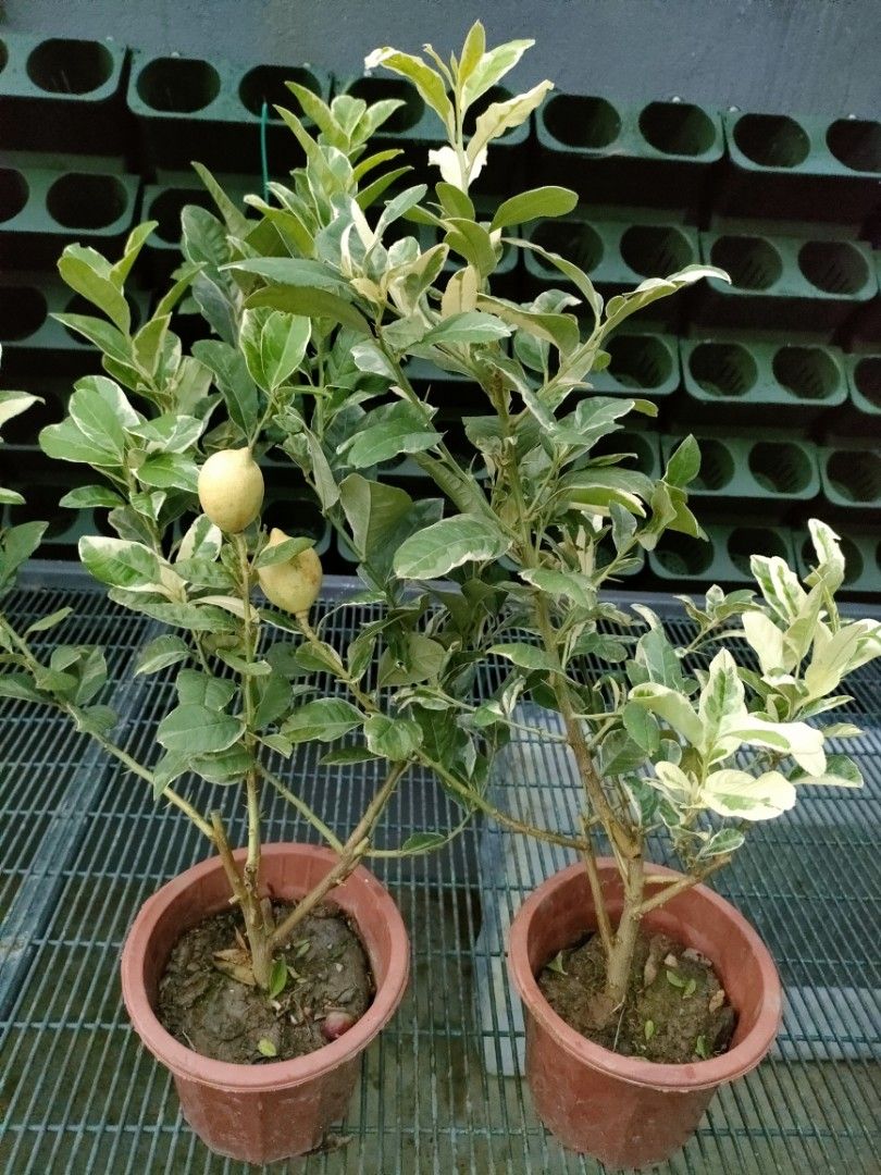 Variegated Lime, Furniture & Home Living, Gardening, Plants & Seeds on ...