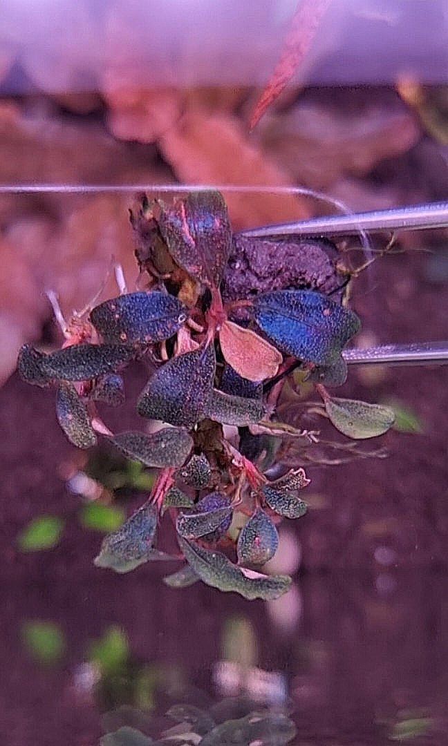 Bucephalandra black rosa clump|buce bucep|aquatic aquarium fresh live ...