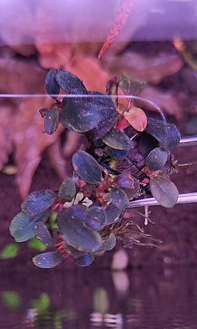 Bucephalandra black rosa clump|buce bucep|aquatic aquarium fresh live ...