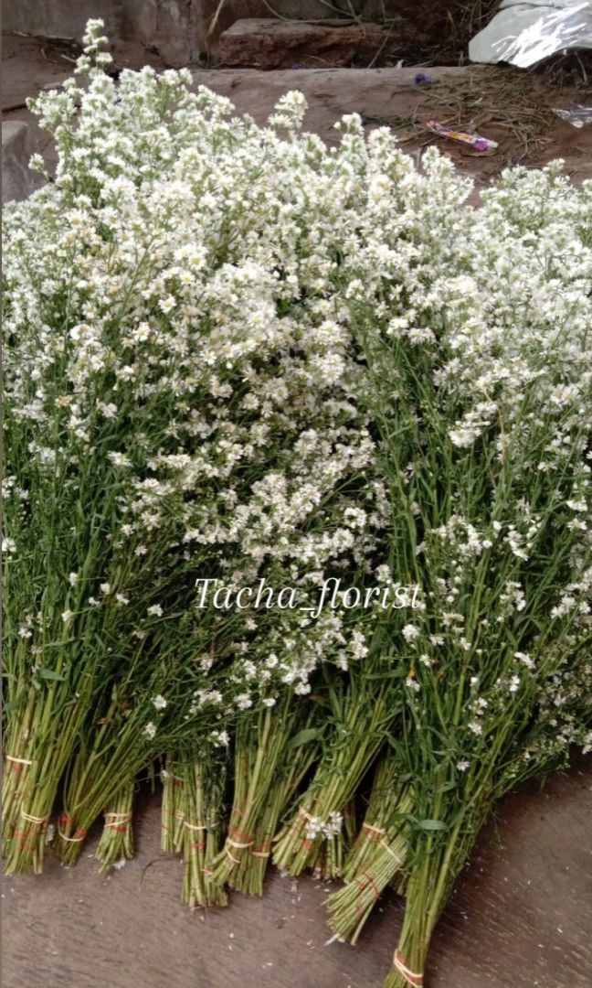 Bunga pikok ready, Perkebunan di Carousell