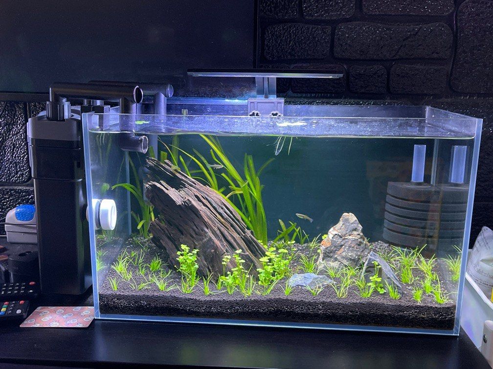 45cm Fish/Shrimp Tank, Pet Supplies, Homes & Other Pet Accessories on ...