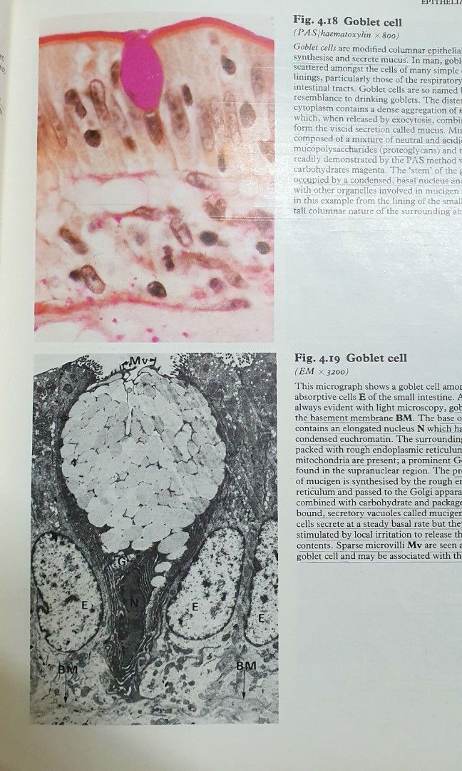 Functional Histology . A text and colour atlas on cells and tissues ...