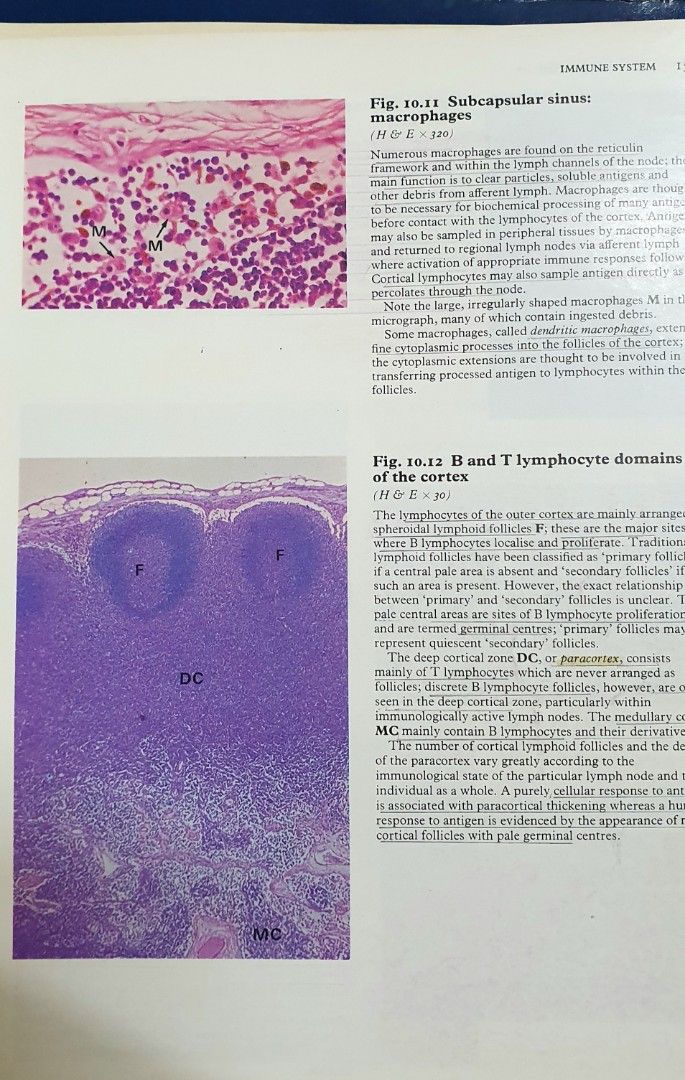 Functional Histology . A text and colour atlas on cells and tissues ...