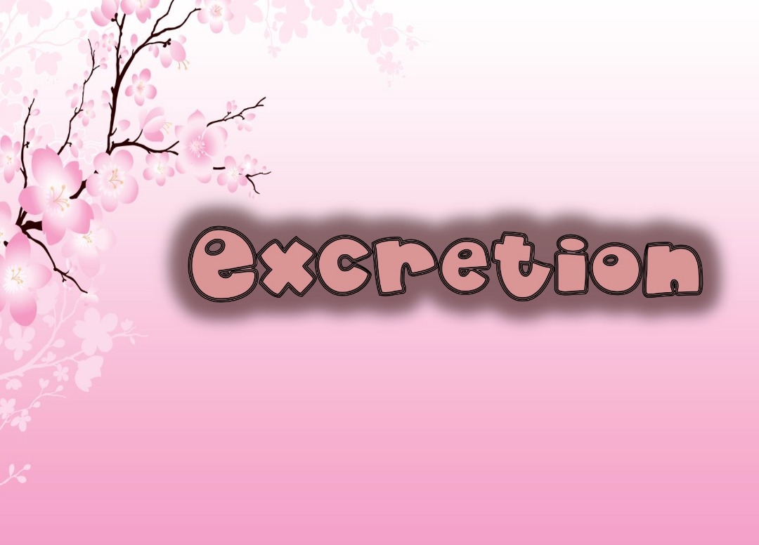 O level Biology notes ('Excretion'), Hobbies & Toys, Books & Magazines ...