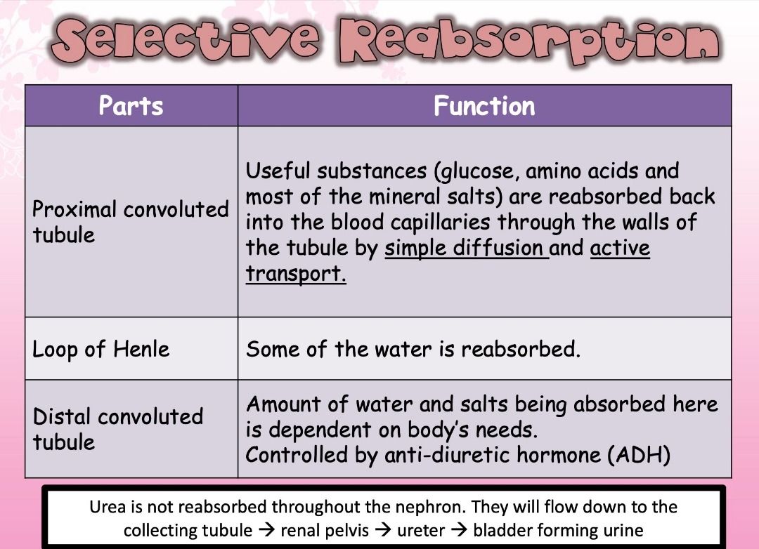 O level Biology notes ('Excretion'), Hobbies & Toys, Books & Magazines ...