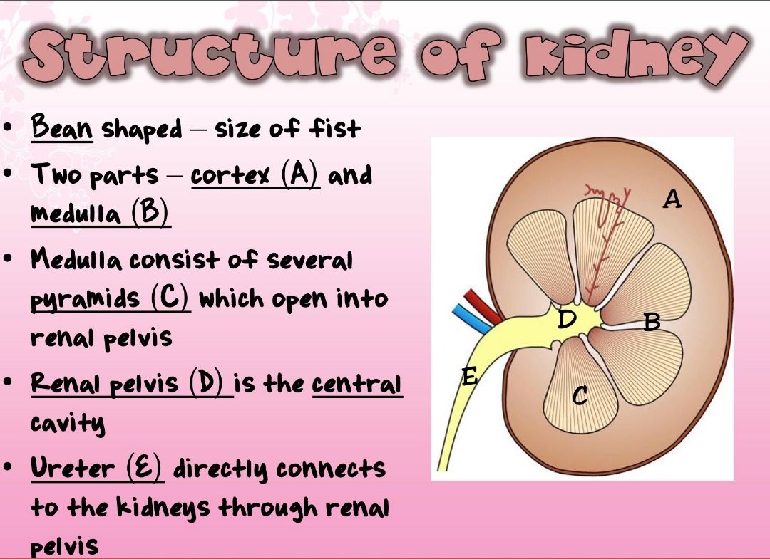 O level Biology notes ('Excretion'), Hobbies & Toys, Books & Magazines ...
